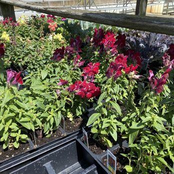 DAMMANN’S GARDEN CENTER & GREENHOUSE - Updated October 2025 - 101 ...