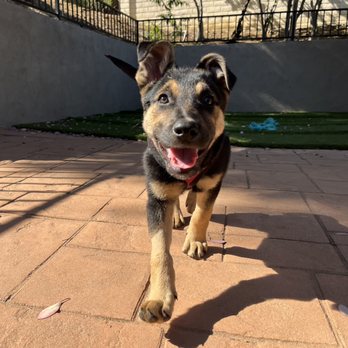 KARMA DOG TRAINING - Updated July 2024 - 616 Photos & 879 Reviews - Los ...