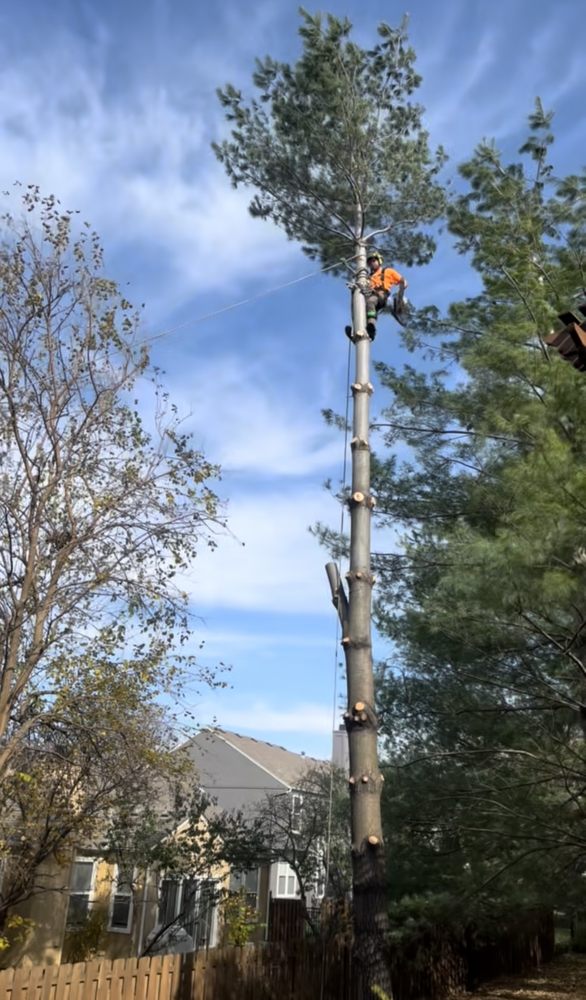 D & B TREE SERVICE - Updated September 2025 - 34 Photos & 17 Reviews ...