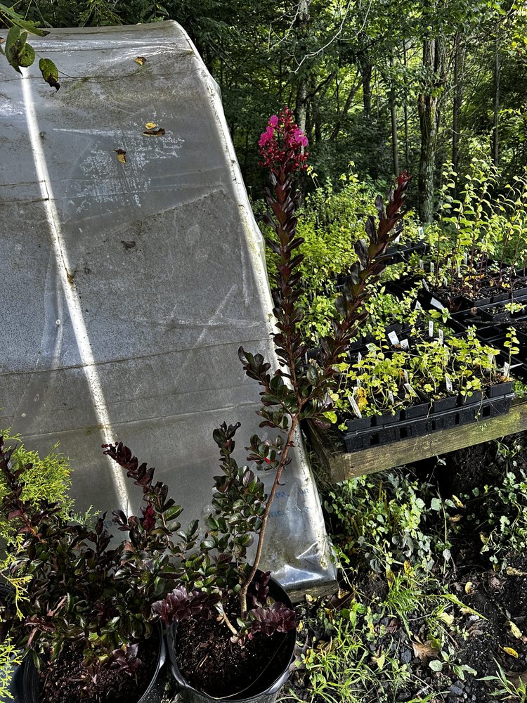 DENNY NURSERY - Updated January 2026 - 20 Photos - 1245 Fairview Church Rd, Lansing, North ...