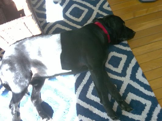 HELPING HOUNDS DOG RESCUE - 24 Reviews - 7268 Caswell Ave, North ...