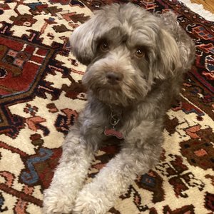 PAWGO - 40 Photos & 90 Reviews - Pet Groomers - Phoenix, AZ - Phone ...