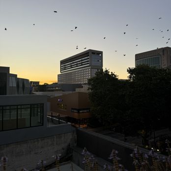 DARLING AVIARY - Updated November 2024 - 767 Photos & 628 Reviews - 712 ...