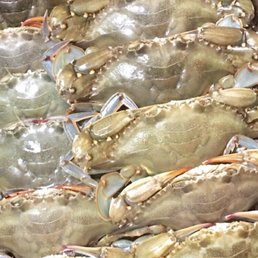 BLUE SEAFOOD & SPIRITS - Updated July 2025 - 902 Photos & 867 Reviews ...