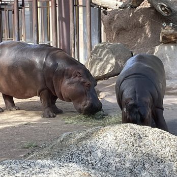 ABQ BIOPARK ZOO - 846 Photos & 249 Reviews - 903 10th St SW ...