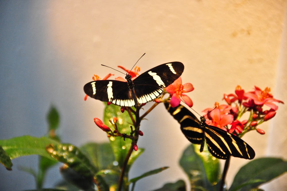 AUDUBON BUTTERFLY GARDEN AND INSECTARIUM - Updated July 2025 - 959 ...