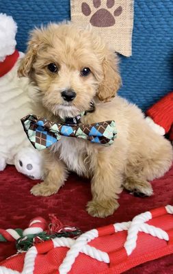 SPRING GREEN PUPS - Updated November 2025 - S10405A Little Bear Rd ...