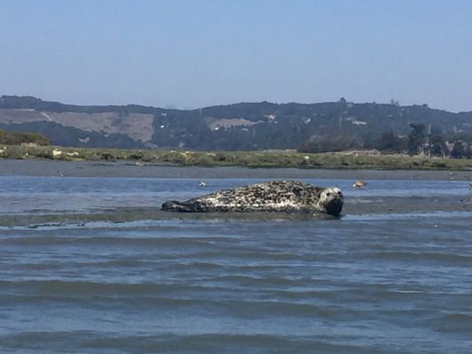 KAYAK CONNECTION - Updated September 2025 - 225 Photos & 250 Reviews ...