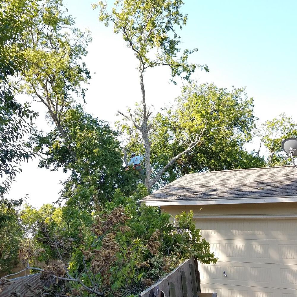 JAMES TREE SERVICE - Updated December 2025 - 36 Photos & 12 Reviews ...