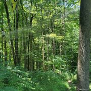 GO APE ZIPLINE & ADVENTURE PARK - 61 Photos & 56 Reviews - Challenge ...