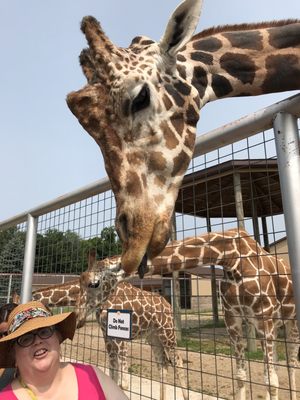 BOULDER RIDGE WILD ANIMAL PARK - 127 Photos & 38 Reviews - Zoos - 8313 ...
