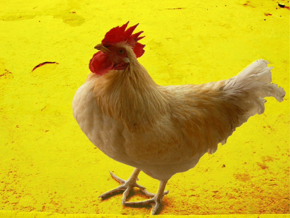 GOLDEN FLOCK PRODUCTIONS - Request a Quote - Trenton, New Jersey ...