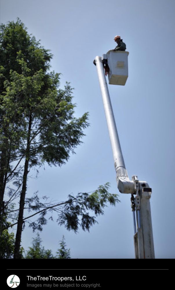 THE TREE TROOPERS - Updated December 2025 - 16 Photos - Danbury ...