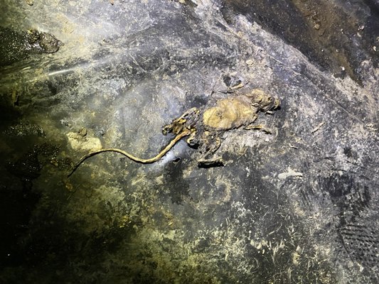 NORTHWEST CRAWL SPACE SERVICES - Updated December 2025 - 27 Photos & 13 ...