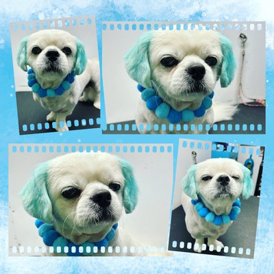 GRUBBY PAWS MOBILE PET GROOMING - Updated October 2025 - 138 Photos ...