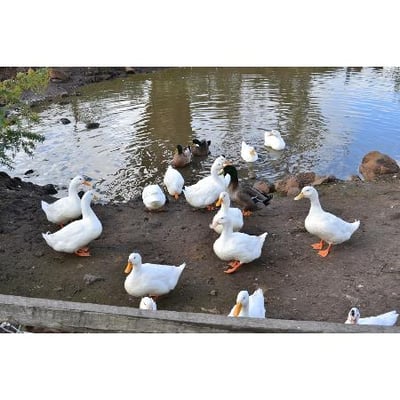 ANIMAL LAND CHILDREN’S FARM - Updated September 2024 - 10 Photos - 190 ...