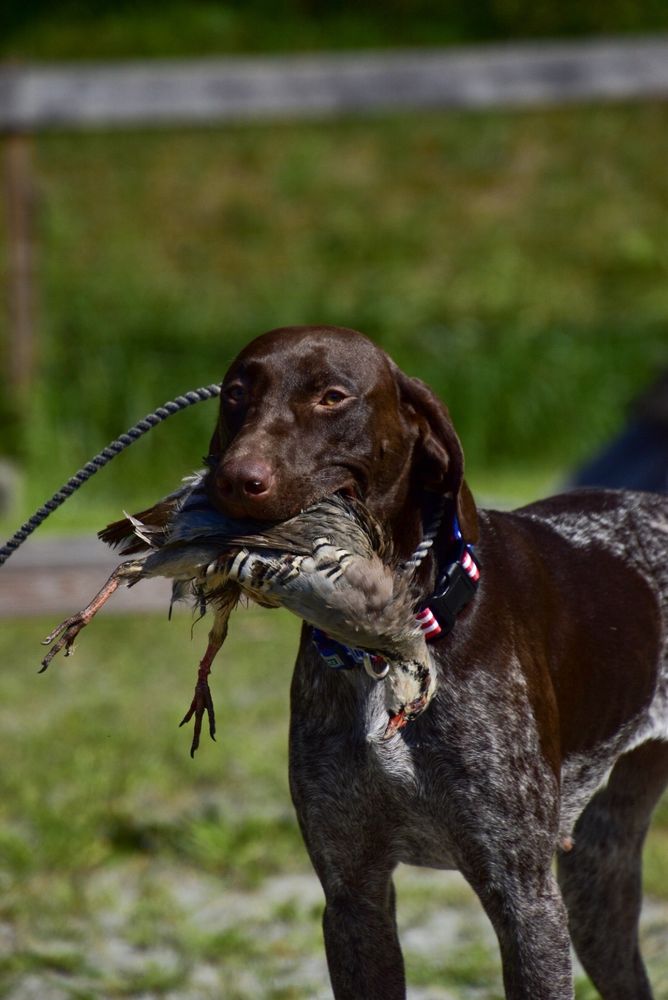 V3 GUN DOGS - Updated July 2025 - 21 Photos - 113 Kingsley Rd, Lebanon ...