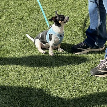 KARMA DOG TRAINING - 595 Photos & 853 Reviews - Los Angeles, California ...