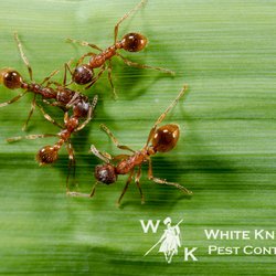 WHITE KNIGHT PEST CONTROL - 17 Photos & 114 Reviews - Pest Control ...