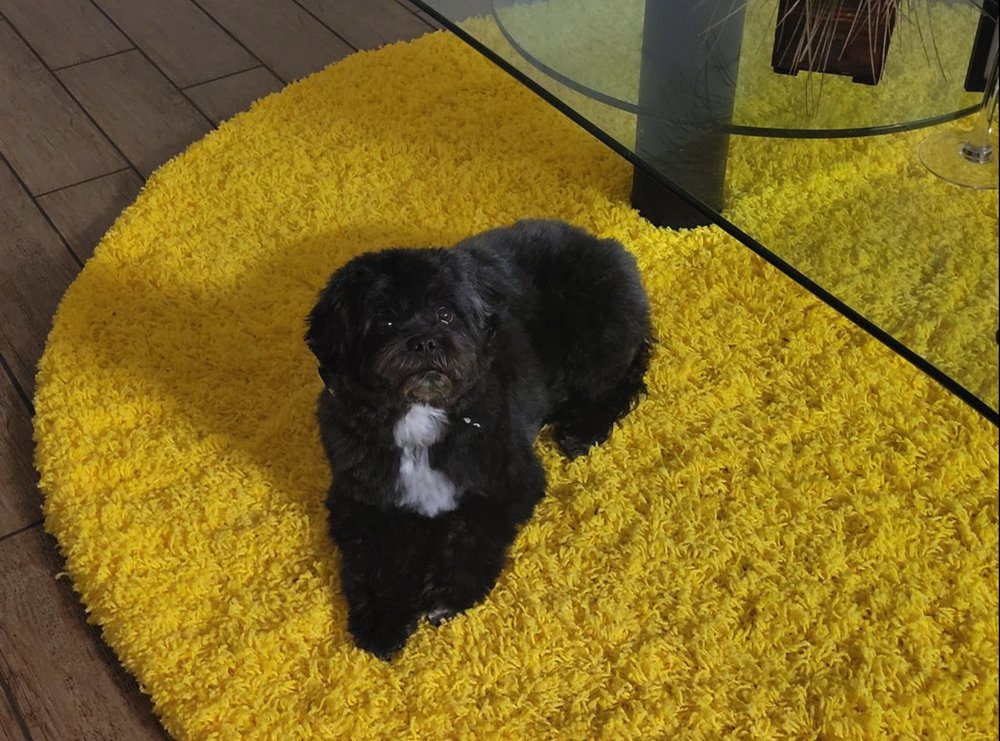 JOE DOG GROOMING 2 - Updated August 2025 - 7137 Kester Ave, San ...