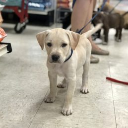 Petsense Reviews | Read Customer Service Reviews of petsenseonline.com