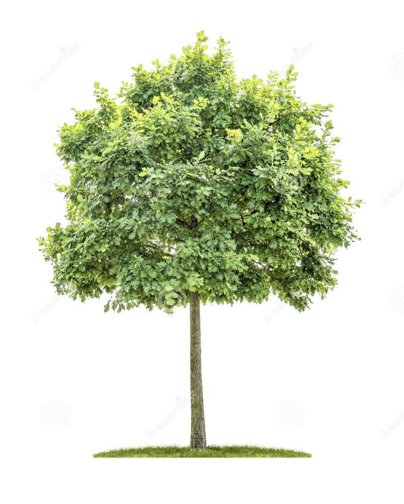 BORBOA TREE SERVICE - Updated July 2025 - Colton, California - Tree ...