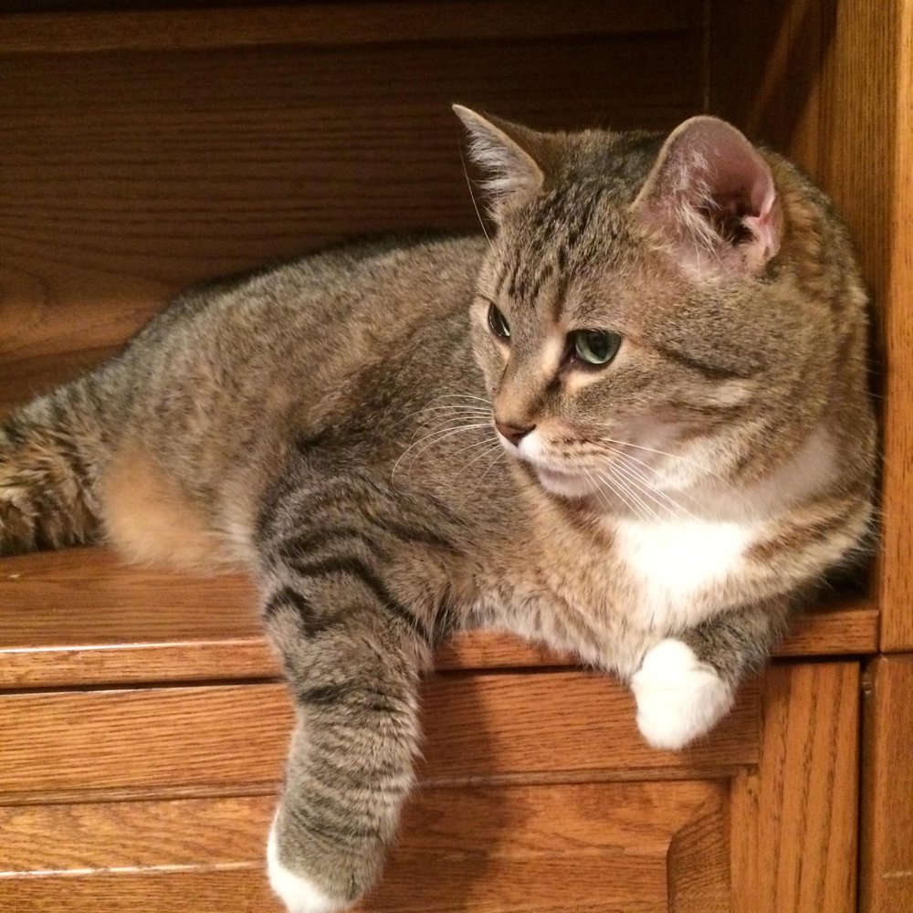 RACHEL A KIDD - Updated January 2025 - 13 Photos - 127 E Windsor Ave ...