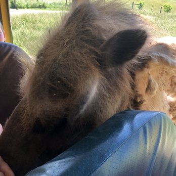 FORT CHISWELL ANIMAL PARK - Updated August 2025 - 81 Photos & 24 ...