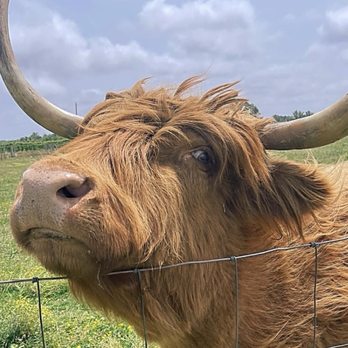 CULLIPHER FARM - Updated July 2025 - 370 Photos & 59 Reviews - 772 ...