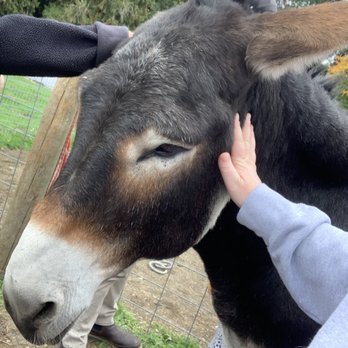 OREGON DONKEY SANCTUARY NORTHWEST - Updated June 2026 - 44 Photos & 18 ...