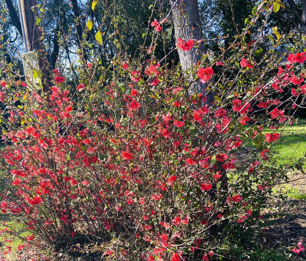 DOYLE PARK - Updated November 2025 - 20 Reviews - 698 Doyle Park Dr ...