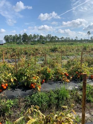 WESLEY WELLS FARM - Updated May 2025 - 99 Photos & 11 Reviews - 2680 ...