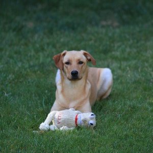 FOUR PAWS PET RANCH - 80 Photos & 111 Reviews - 3410 Guerneville Rd ...