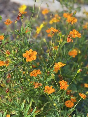 MEADOWS PARK - Updated December 2025 - 33 Photos - 1300 NW 8th St, Boca ...