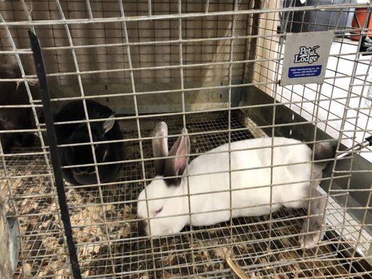 RURAL KING - 35 Photos & 18 Reviews - 951 Bypass Rd, Winchester ...