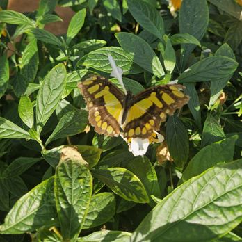 BUTTERFLY WONDERLAND - Updated December 2025 - 2347 Photos & 666 ...