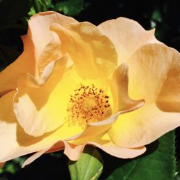 Mike's Camera Reviews | Read Customer Service Reviews of mikescamera.com