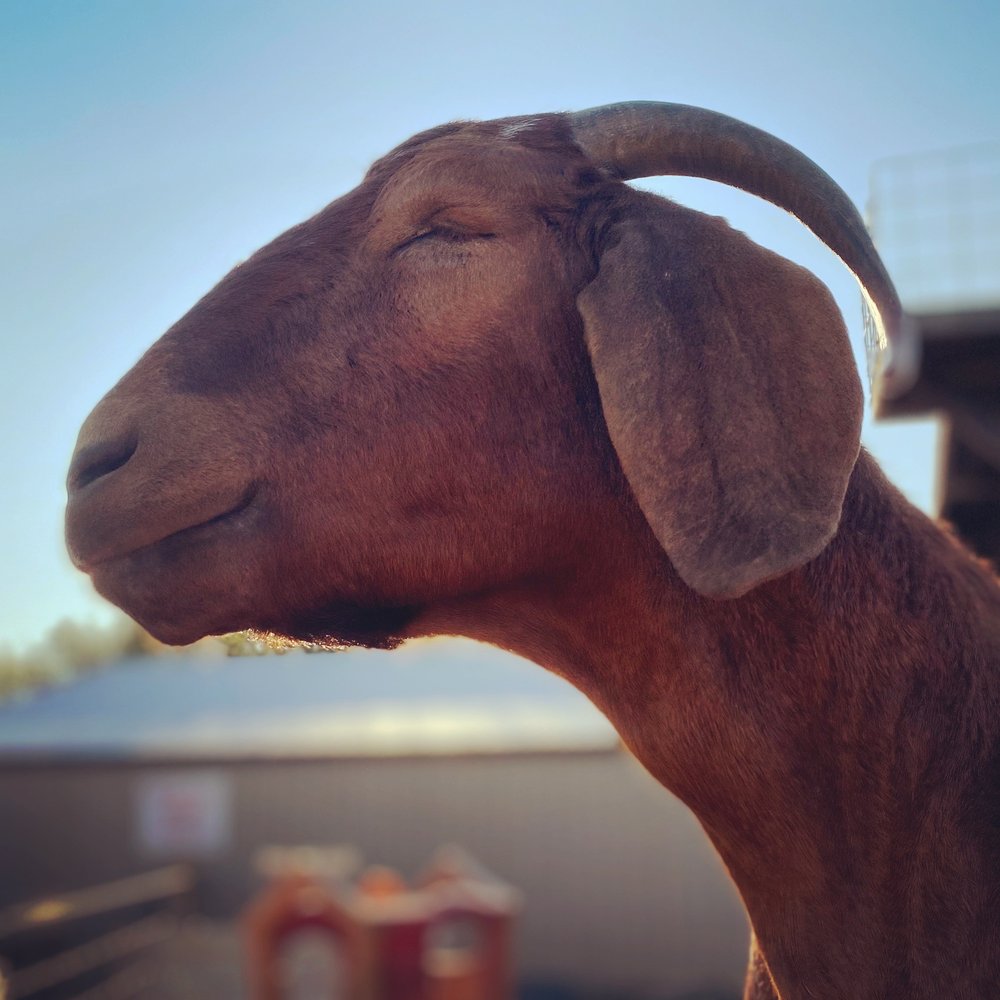 AFTON APPLE ORCHARD - Updated August 2025 - 147 Photos & 124 Reviews ...