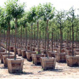 MUSSER FORESTS - Updated December 2025 - 1880 Route 119 Hwy N, Indiana ...