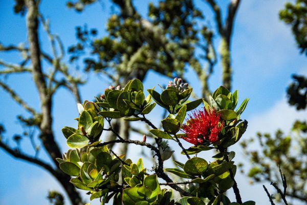 POLYNESIAN ADVENTURE - Updated December 2025 - 254 Photos & 332 Reviews ...