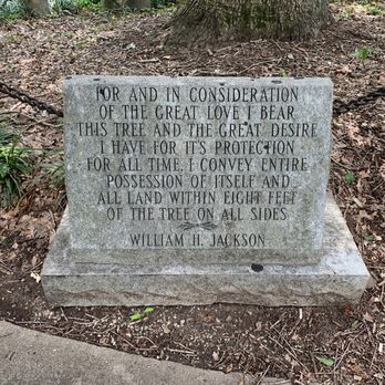 THE TREE THAT OWNS ITSELF - Updated October 2025 - 22 Photos & 15 ...