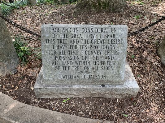 THE TREE THAT OWNS ITSELF - Updated October 2025 - 22 Photos & 15 ...