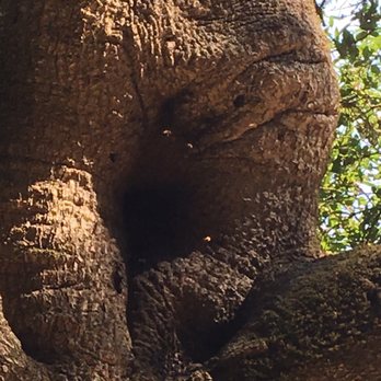 BERKELEY FIRE TRAILS - Updated September 2025 - 459 Photos & 109 ...