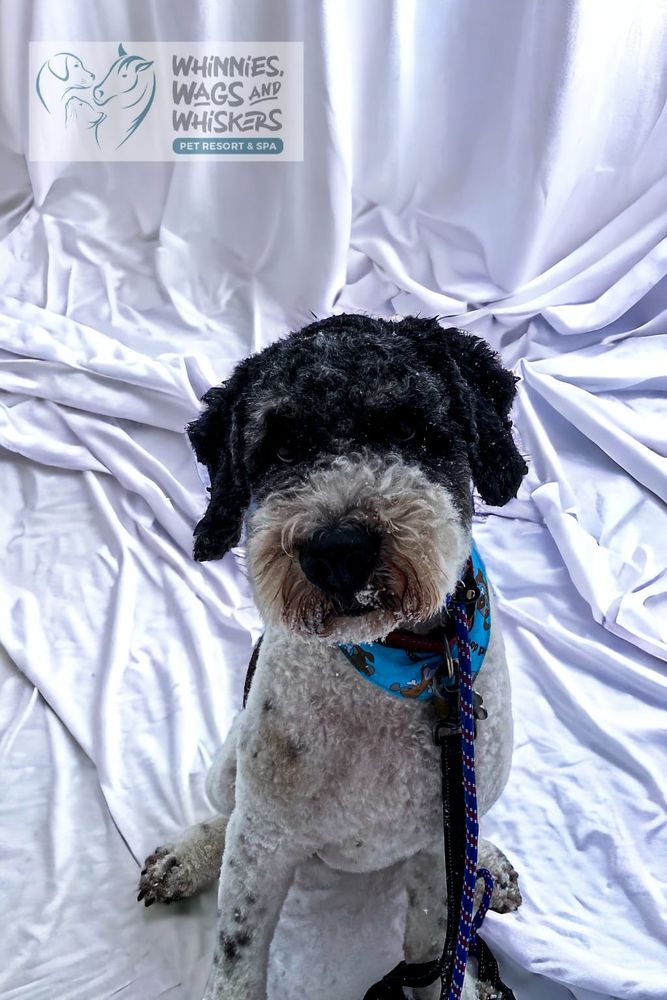 WHINNIES, WAGS AND WHISKERS PET RESORT AND SPA - Updated October 2025 ...