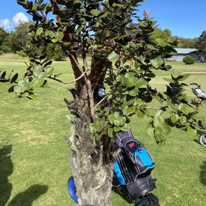 HILO MUNICIPAL GOLF COURSE - Updated August 2025 - 24 Photos & 17 ...