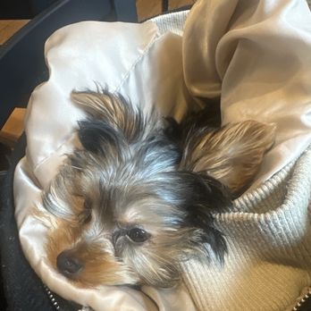 PETTITO - Updated January 2026 - 13 Photos & 30 Reviews - 6509 W Park Blvd, Plano, Texas - Pet ...