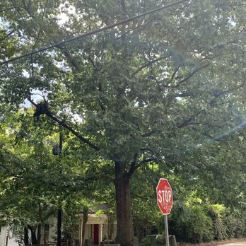 THE TREE THAT OWNS ITSELF - Updated October 2025 - 22 Photos & 15 ...