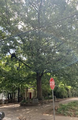 THE TREE THAT OWNS ITSELF - Updated October 2025 - 22 Photos & 15 ...