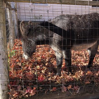 MUSCOOT FARM - Updated December 2025 - 186 Photos & 47 Reviews - 51 Rt ...