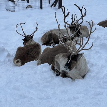 LEAVENWORTH REINDEER FARM - Updated May 2024 - 464 Photos & 134 Reviews ...